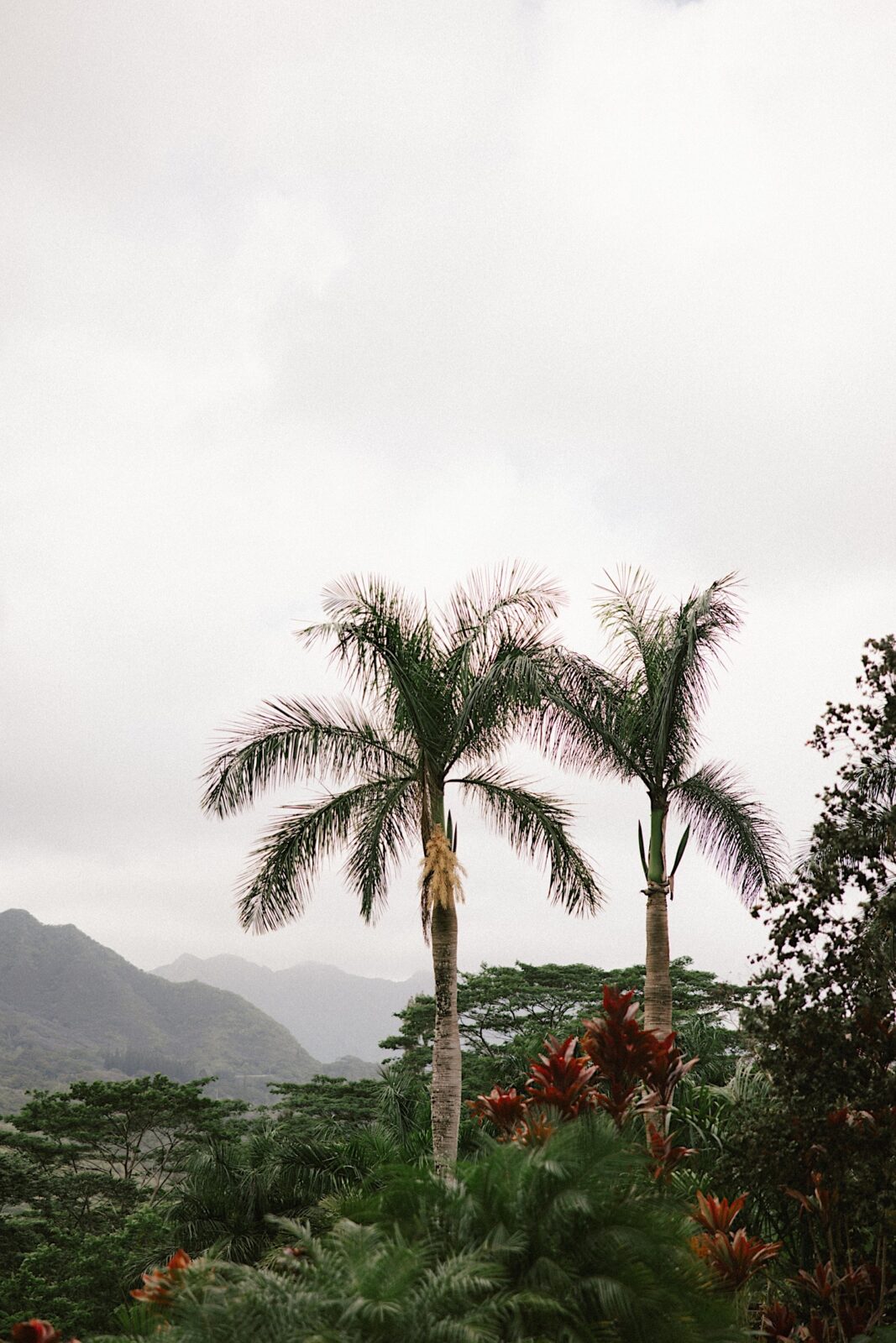 Timeless Wedding on Oahu | Melissa and Austin - Mersadi Olson Wedding ...